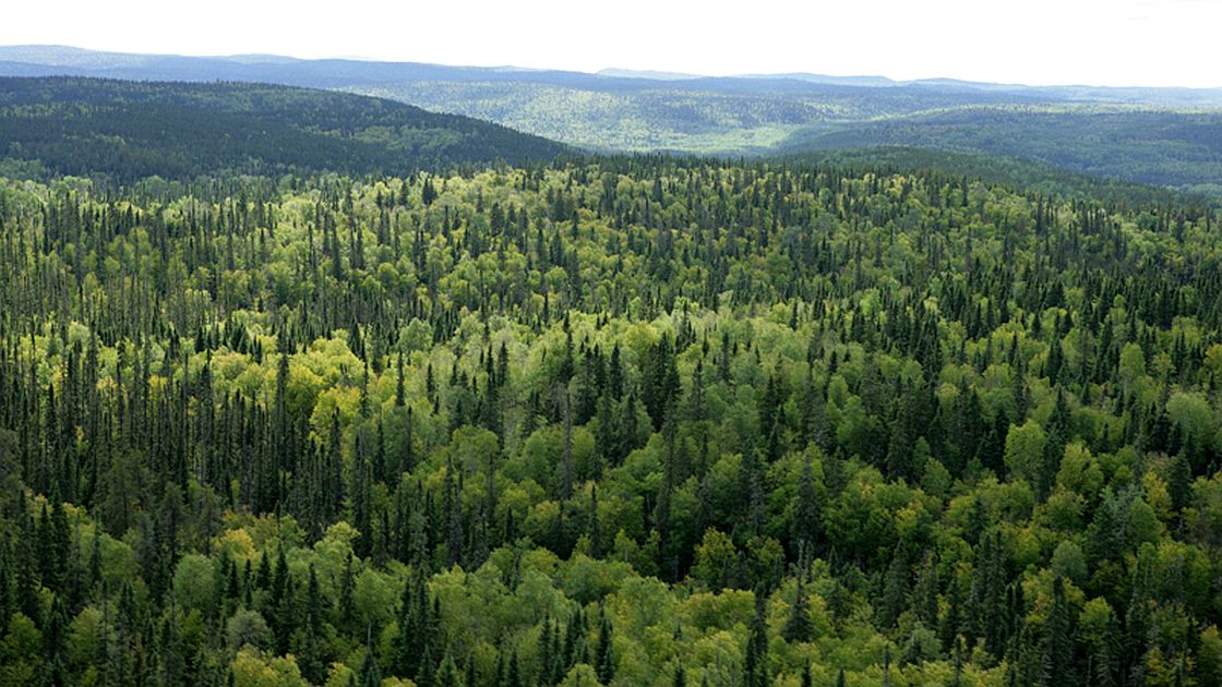 Canada’s forest sector announces awards of excellence recipients ...